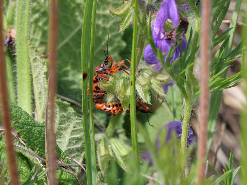A Pair of Red Common Fire Bugs Pyrrhocoris Apterus Mating Stock Image ...