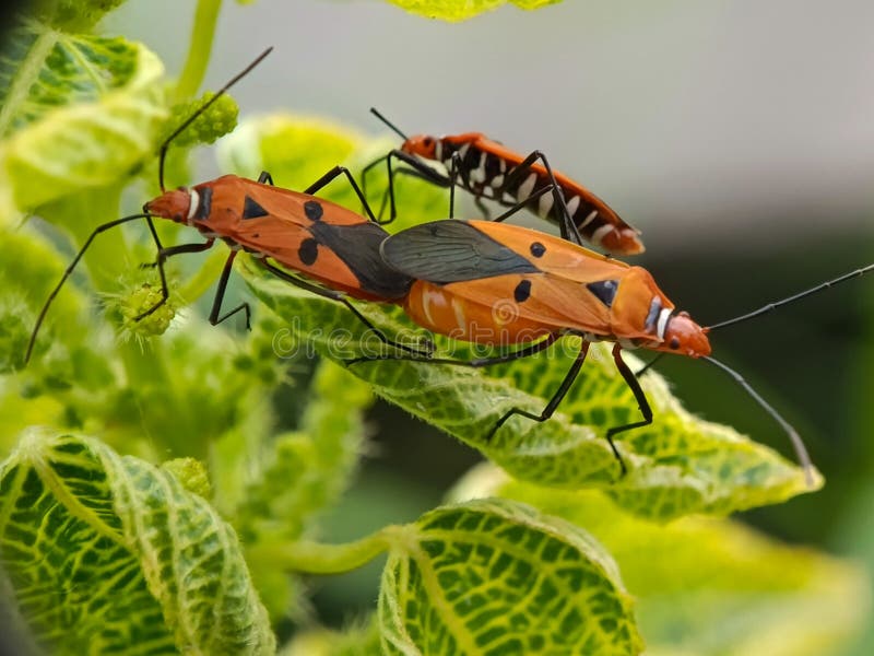 A Pair of Red Cotton Bugs & X28;Dysdercus Cingulatus& X29; Engage in ...