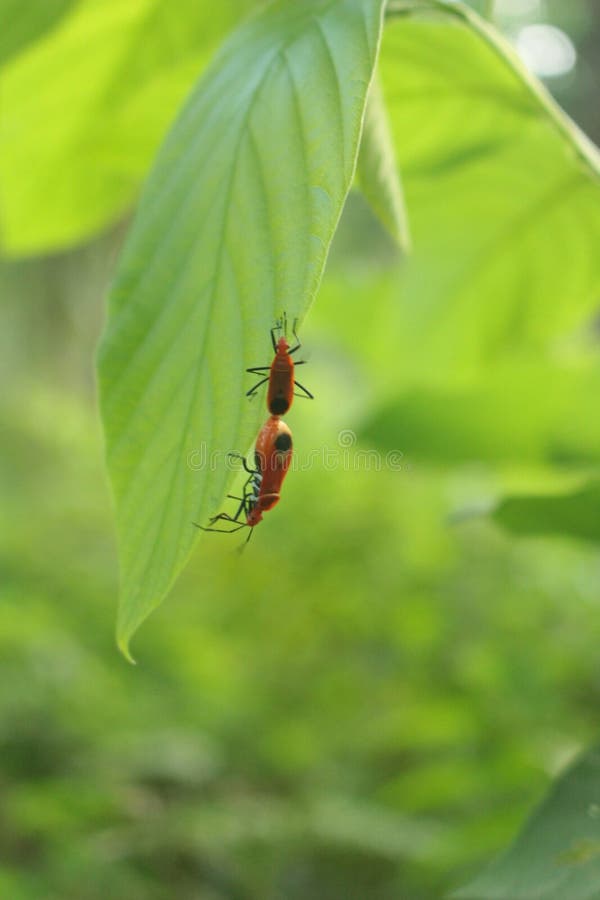 A Pair of Red Cotton Bugs (Dysdercus Cingulatus) Mating on a Leaf ...