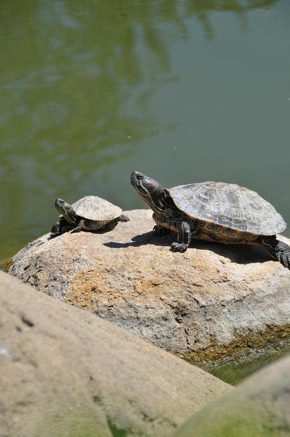 Pair of Red Eared Slider Turtles on Rock Stock Image - Image of ...