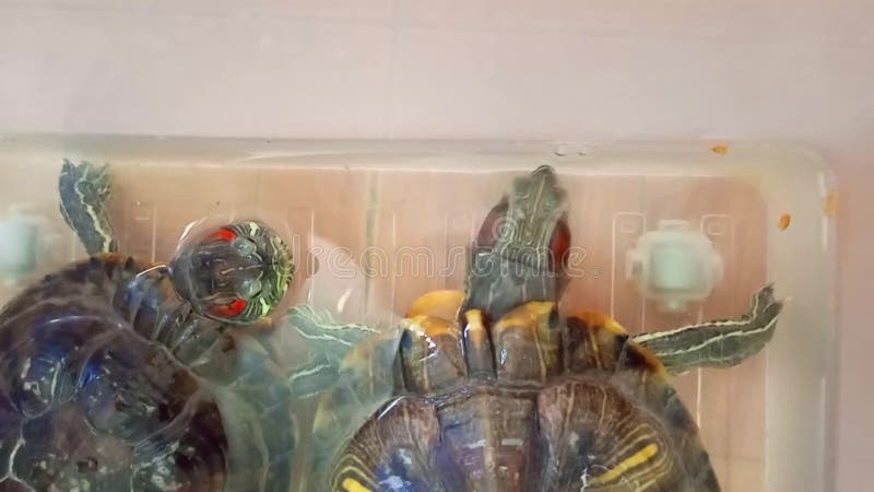 A Pair of Red Eared Turtles Eat Insect Larvae Floating on the Surface ...