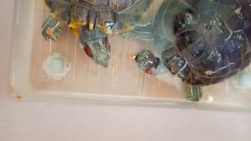 A Pair of Red Eared Turtles Eat Insect Larvae Floating on the Surface ...