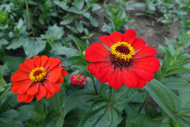 Pair of Red Flower Heads of Zinnia Stock Image - Image of close, lush ...
