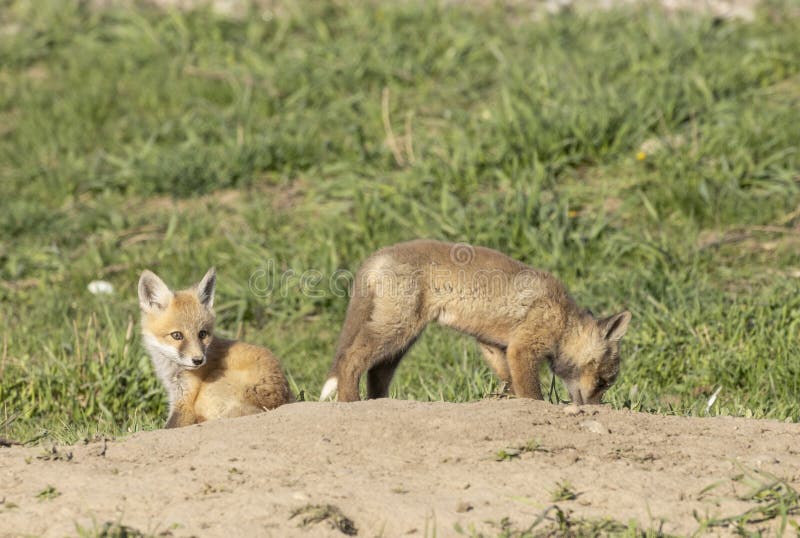Pair of Red Fox Pups at a Den in Springtime in Wyoming Stock Photo ...