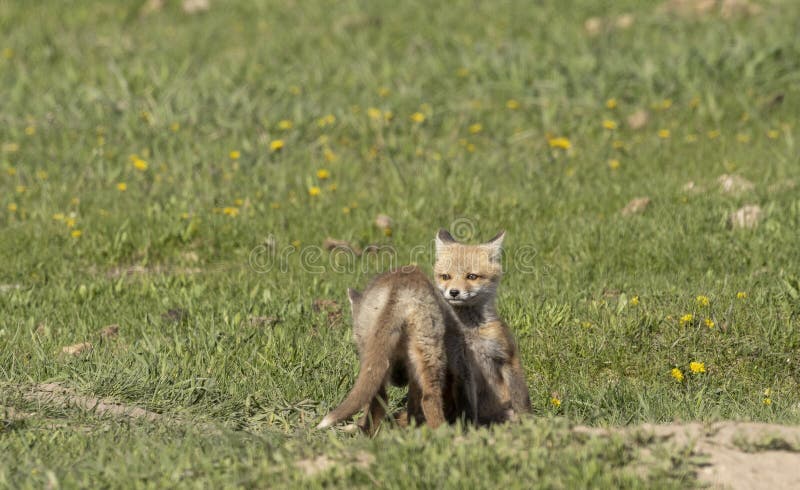 Pair of Red Fox Pups at a Den in Wyoming in Spring Stock Photo - Image ...