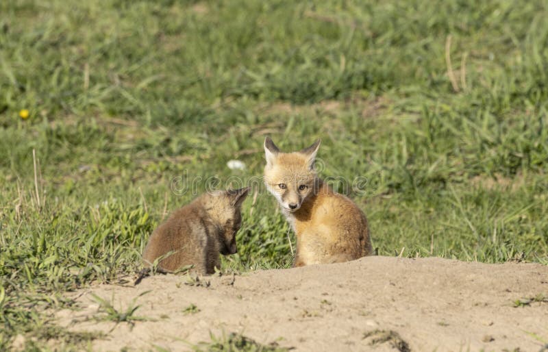 Pair of Red Fox Pups at a Den in Wyoming in Springtime Stock Image ...