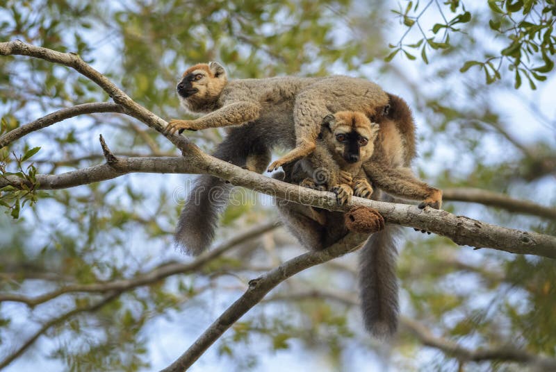 Red-fronted Lemur - Eulemur Rufifrons, Kirindi Forest, Madagascar Stock ...