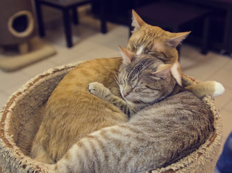 A Pair of Red and Gray Cat Sleeping Embracing Stock Photo - Image of ...