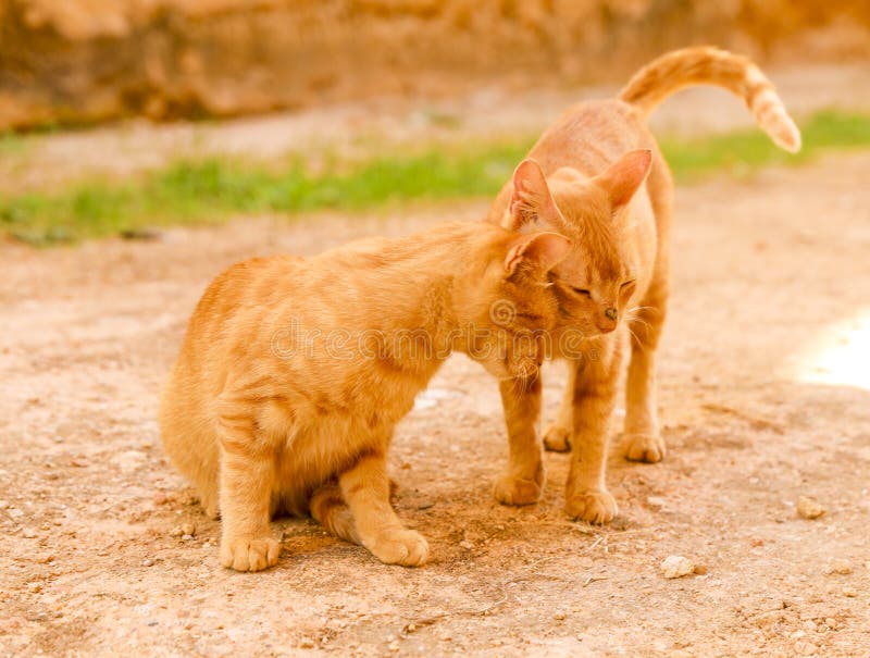 A Pair Red-haired Cats Caress Stock Photo - Image of homeless, kitty ...