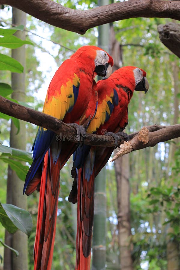 Pair of Red Macaw Parrots stock photo. Image of beak - 45710198