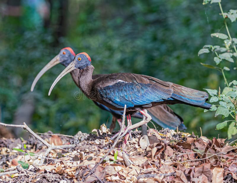 Pair of Red-naped Ibises in Garden Stock Photo - Image of beak, animals ...