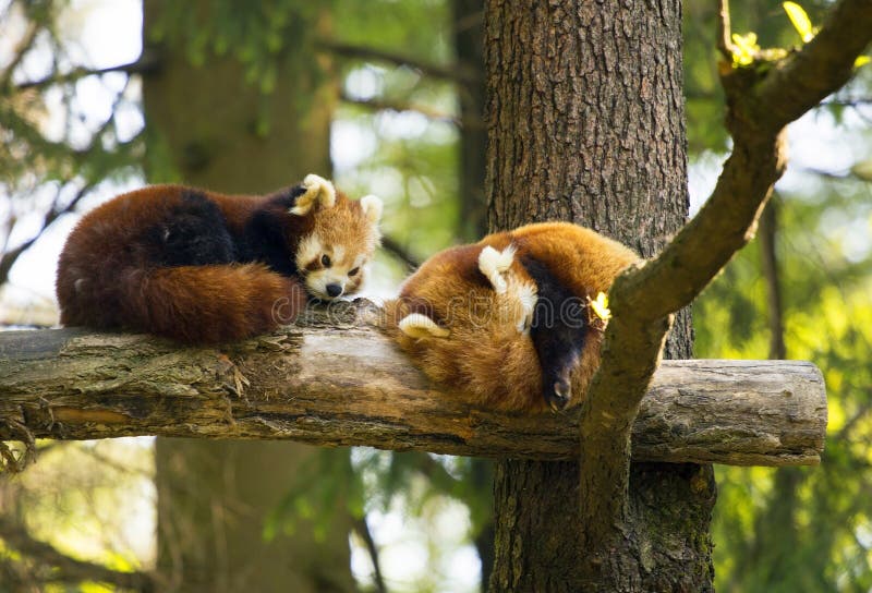 Pair of red pandas stock image. Image of mammal, climbing - 169968249