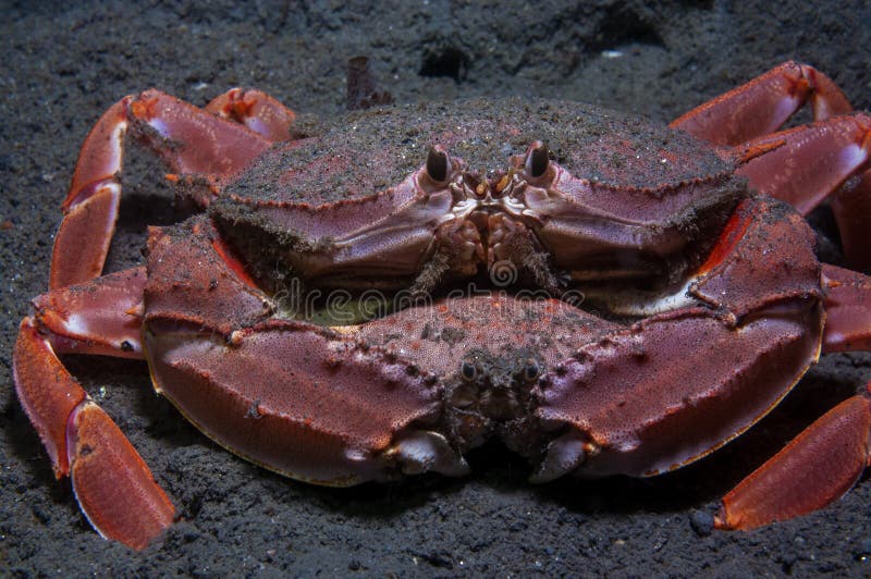 A Pair of Red Rock Crabs stock image. Image of crabs - 193572519