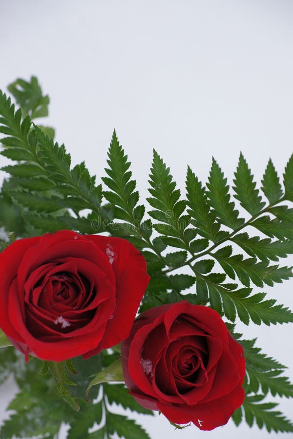 Special pair of roses stock image. Image of facade, flower - 113064727