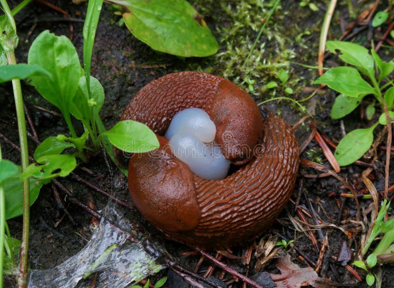 A Pair of Red Slugs Mate Around a Pair of Eggs on the Ground Stock ...