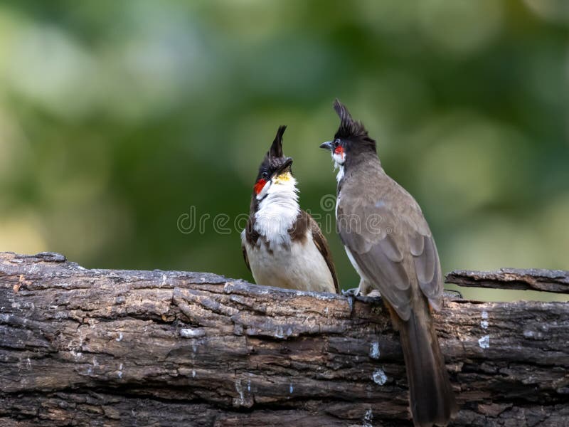 A Pair of Red Vented Bulbul Stock Image - Image of bloom, botanical ...