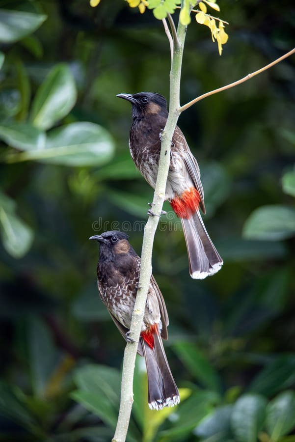 A Pair of Red Vented Bulbuls Stock Photo - Image of tree, forests ...