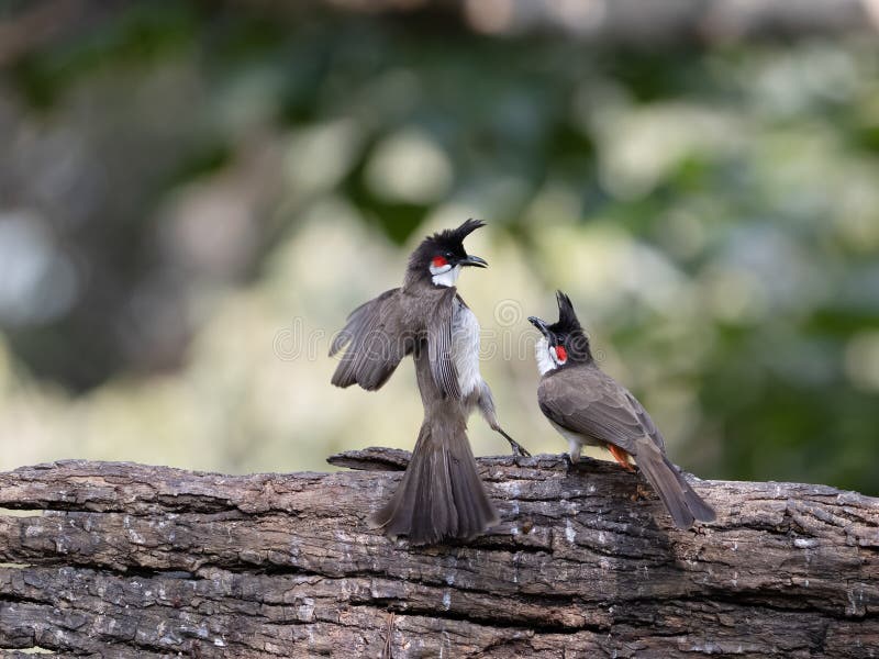 A Pair of Red Vented Bulbul Fighting Stock Photo - Image of flora ...