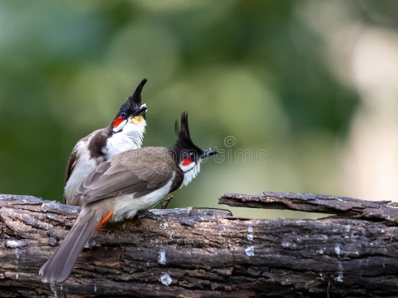 A Pair of Red Vented Bulbul Stock Photo - Image of beautiful, bulbul ...