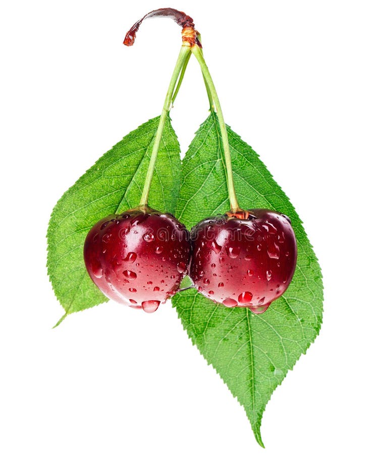 Pair of Red Wet Cherry Fruit on Stem Stock Photo - Image of crimson ...