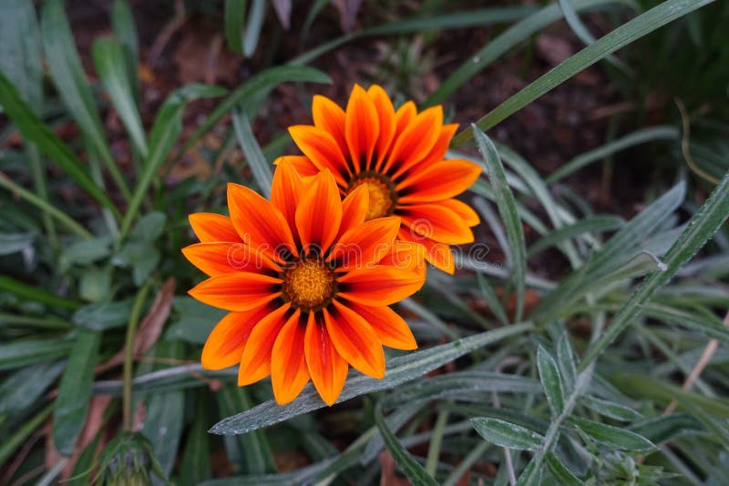 Pair of Reddish Orange Flowers of Gazania Rigens in October Stock Photo ...
