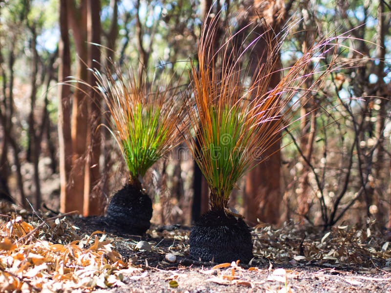 Pair of Rejuvenating Grass Trees Standing Alone after a Bush Fire Swept ...