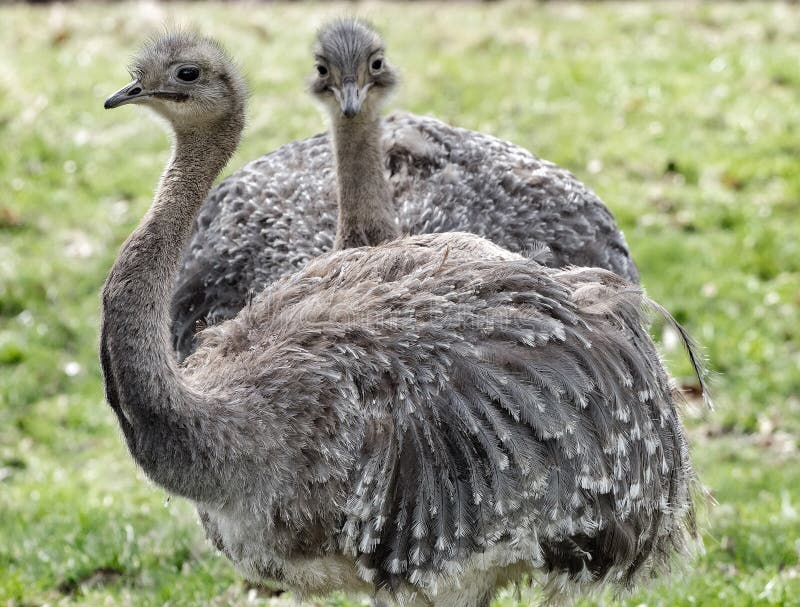 Feathers of a rhea stock photo. Image of plumage, closeup - 107992576