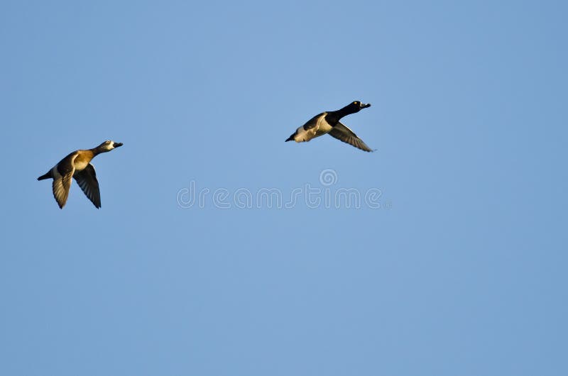 Pair of Ring-Necked Ducks Flying in a Blue Sky Stock Photo - Image of ...
