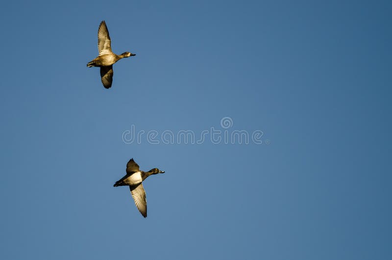 Pair of Ring-Necked Ducks Flying in a Blue Sky Stock Image - Image of ...