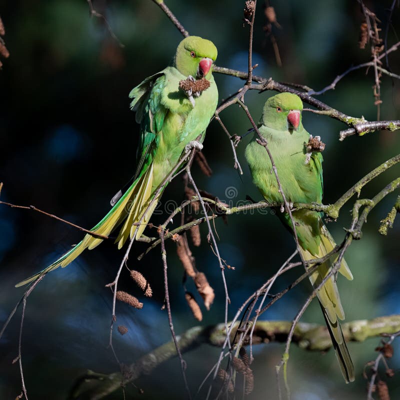 Pair of Ring-necked Parrots Stock Image - Image of beauty, long: 95620867