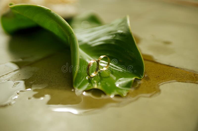 A Pair of Rings on the Leaves Stock Image - Image of diamond, circle ...