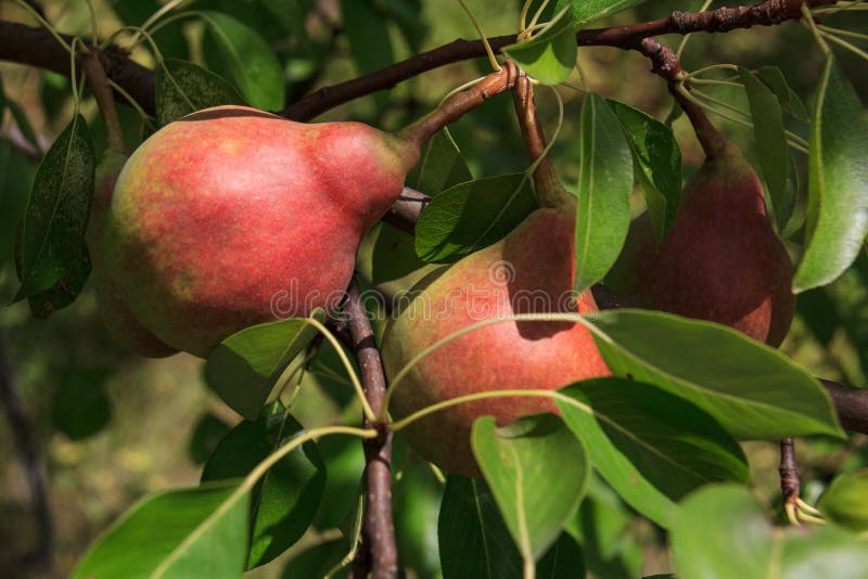 Pair of Ripe Pears on the Branches. Stock Image - Image of fall ...