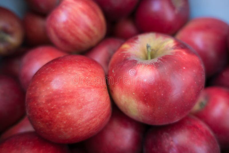 Pair of Ripe Red Apples Jonathan Cultivar Stock Photo - Image of apples ...