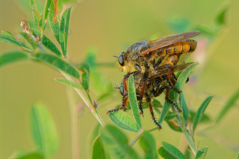 Mating robber fly stock photo. Image of coition, asilidae - 280570556