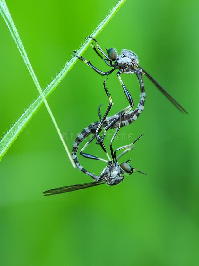 A Pair Robberfly Leptogaster Mating with Green Background Stock Image ...