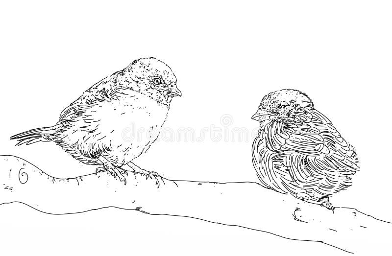 A pair of robins in love stock illustration. Illustration of isolated ...