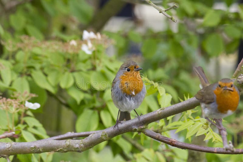 Pair of robins stock photo. Image of robins, winter, branch - 51323736