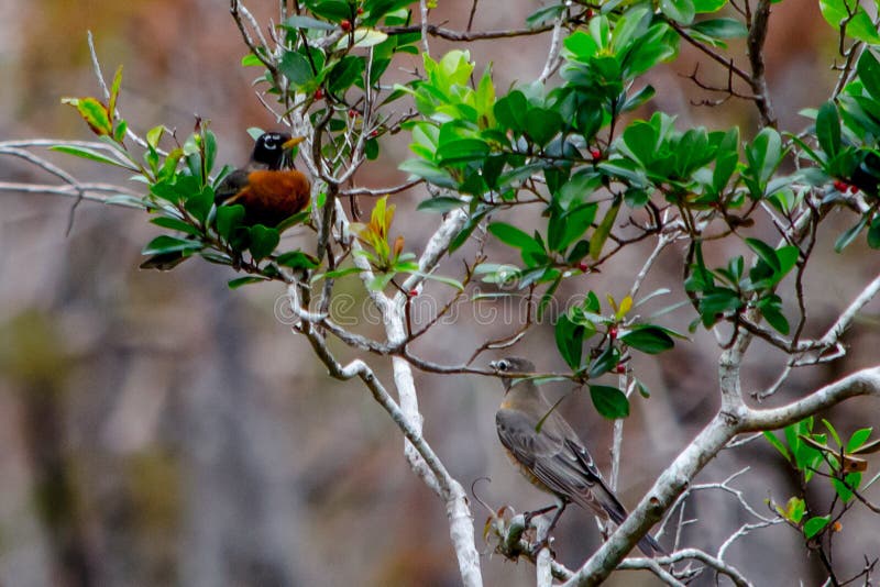 Pair of Robins Together on a Florida Vacation Stock Photo - Image of ...
