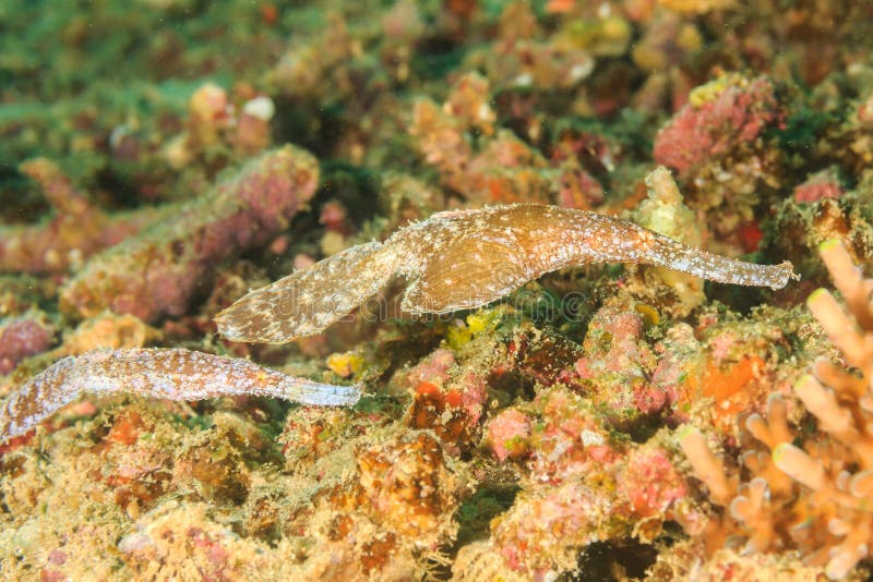 Caribbean Pipefish Stock Photos - Free & Royalty-Free Stock Photos from ...