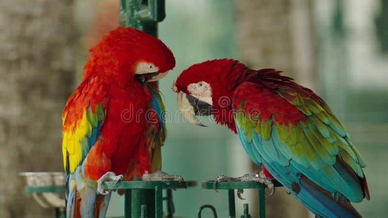 Pair of Romantic Scarlet Macaw, Red Parrot Stock Footage - Video of ...
