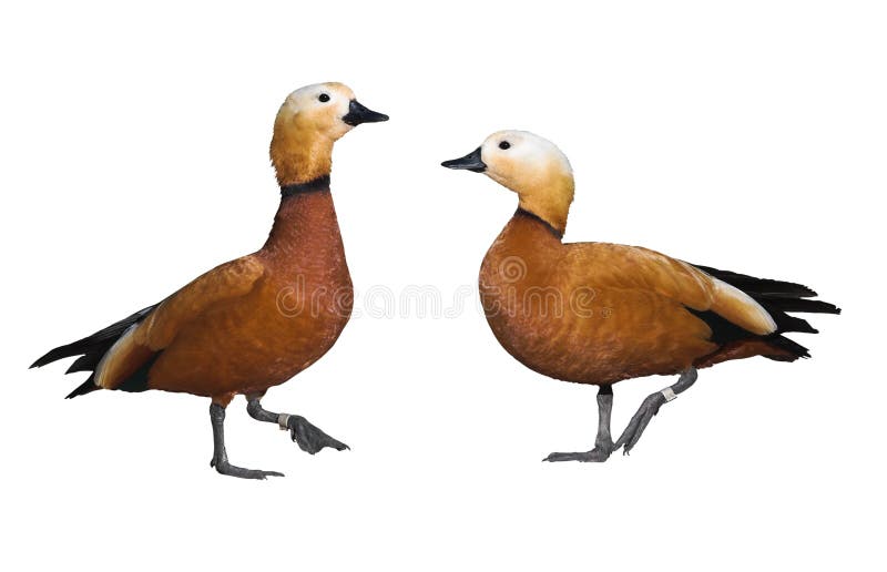 Royalty Free Stock Photos and Images