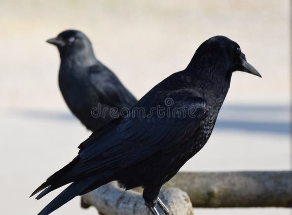 A pair of rooks stock image. Image of aves, wildlife - 108517117