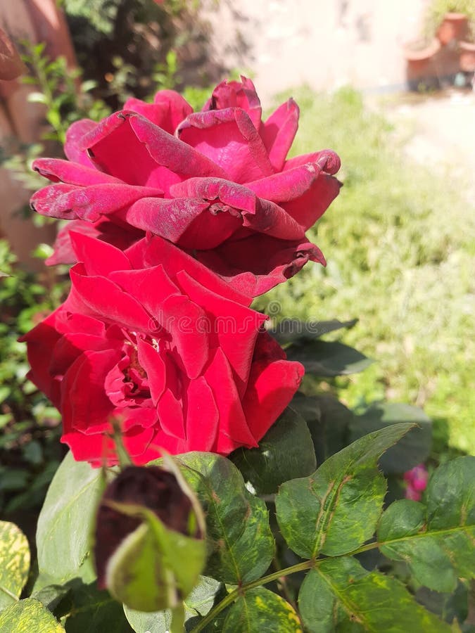 Pair of rose stock photo. Image of rose, roses, bouquet - 257607112