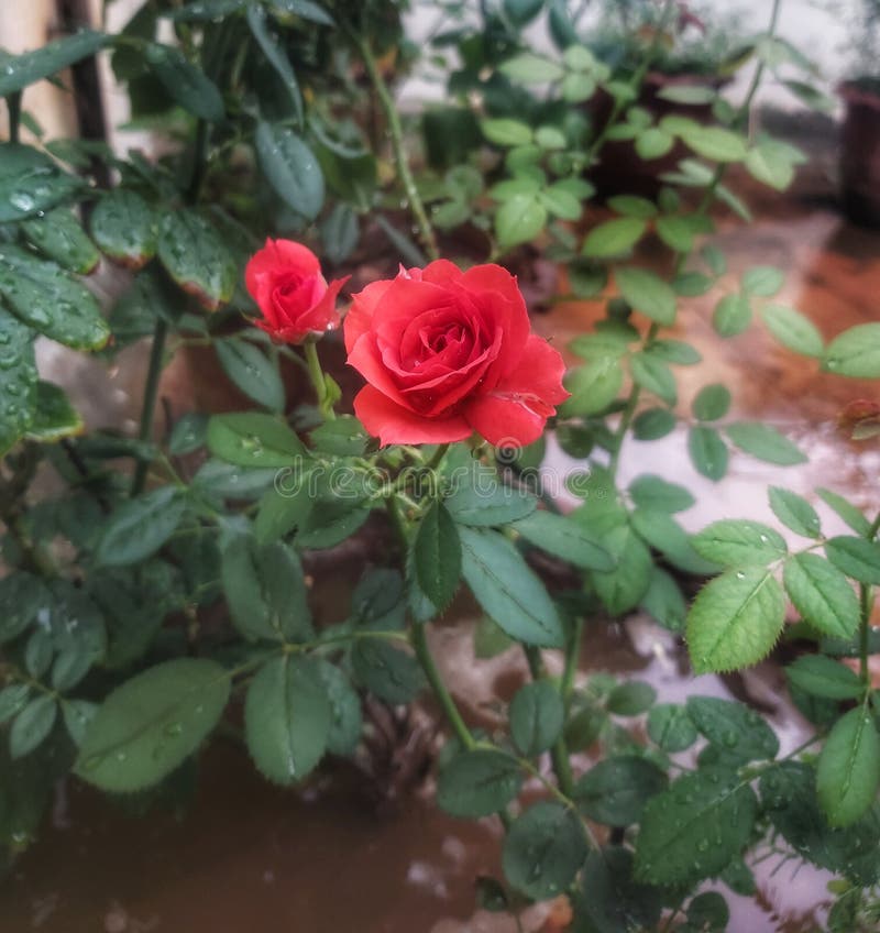 A Pair of Rose in a Watered Plant Stock Photo - Image of blossom ...