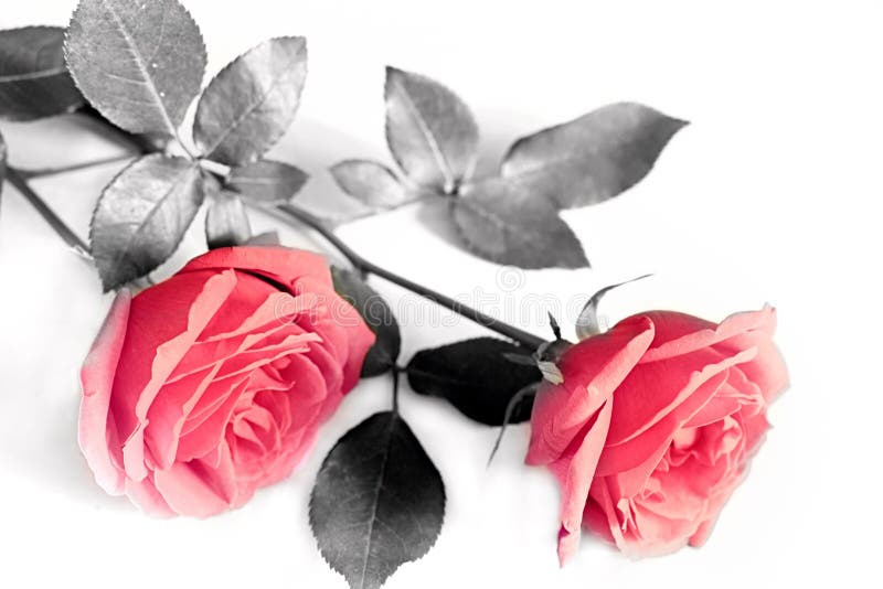 Pair of roses stock photo. Image of nature, flower, gothic - 83324248