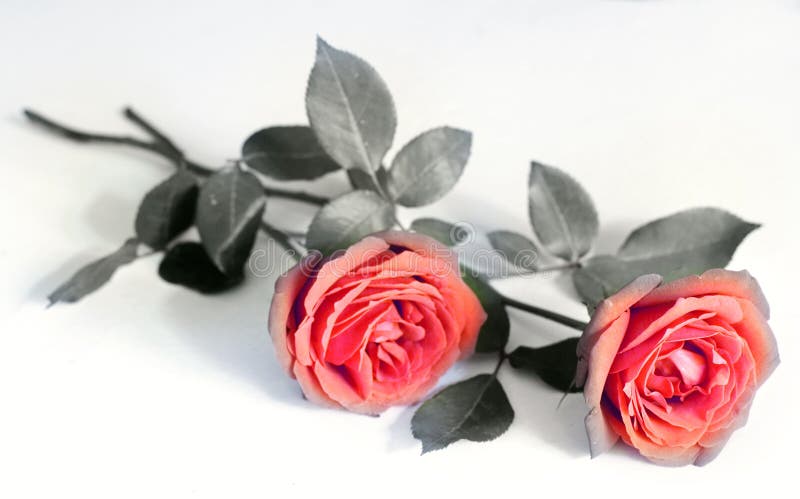 Pair of roses stock photo. Image of gothic, digital, petals - 83326348
