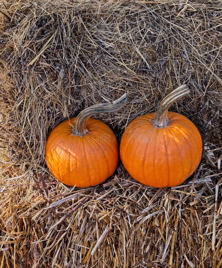Pair of Round Orange Pumpkins on Hay Bales Stock Image - Image of space ...