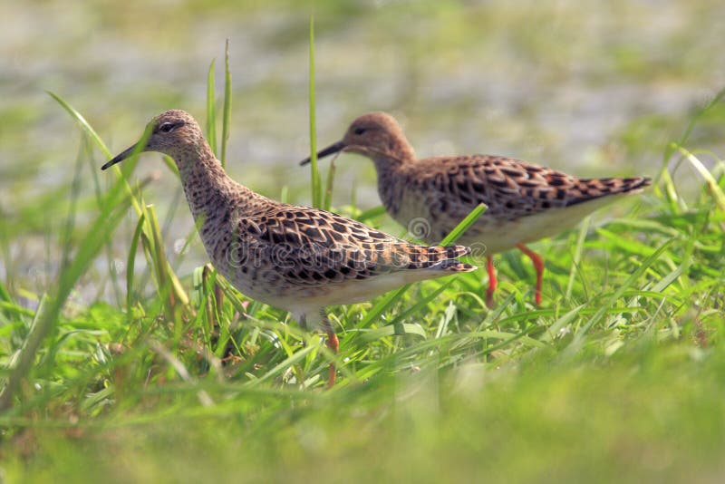 Pair of Ruff Birds on Grassy Wetlands during a Spring Nesting Period ...