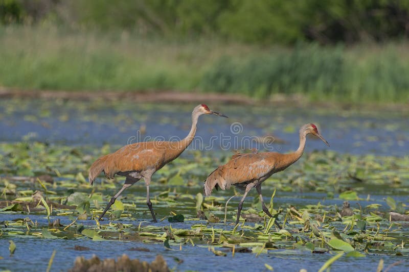 Pair of Sandhill Cranes Foraging in Wetland Stock Image - Image of lake ...