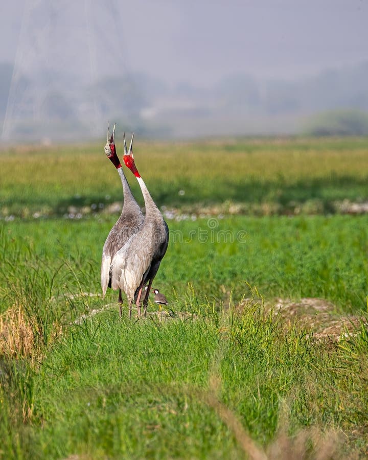 A Pair of Sarus Crane Calling Stock Image - Image of fauna, bill: 260208379